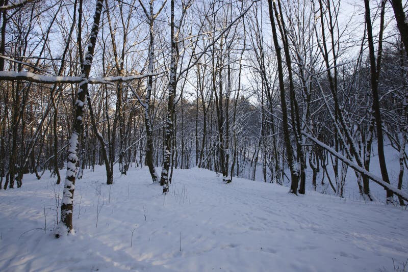 Snow-covered Bare Deciduous Trees in Winter Stock Image - Image of ...