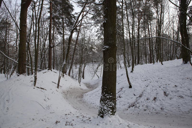 Snow-covered Bare Deciduous Trees in Winter Stock Photo - Image of tree ...