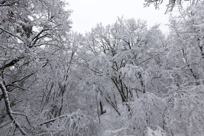 Snow-covered Bare Deciduous Trees in Winter Stock Photo - Image of ...
