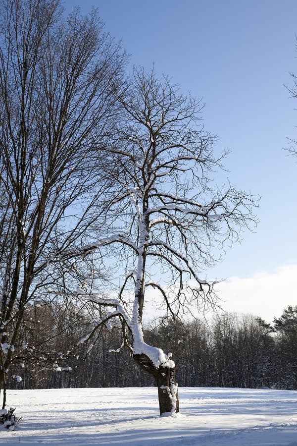 Snow-covered Bare Deciduous Trees in Winter Stock Image - Image of ...