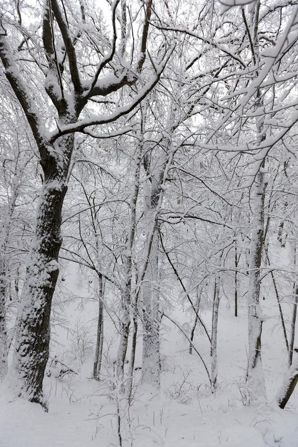 Snow-covered Bare Deciduous Trees in Winter Stock Photo - Image of cold ...