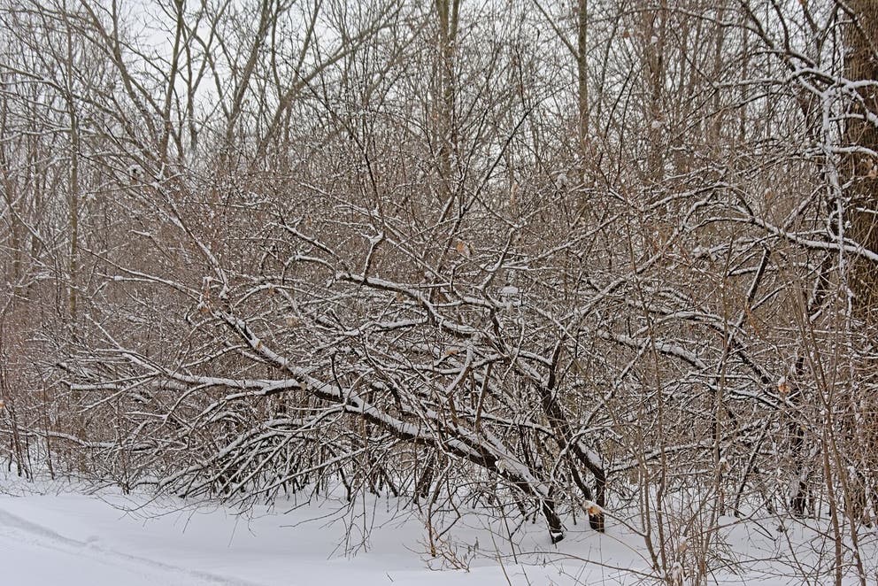 Snow Covered Bare Tree Branches Texture, Selective Focus Stock Photo ...