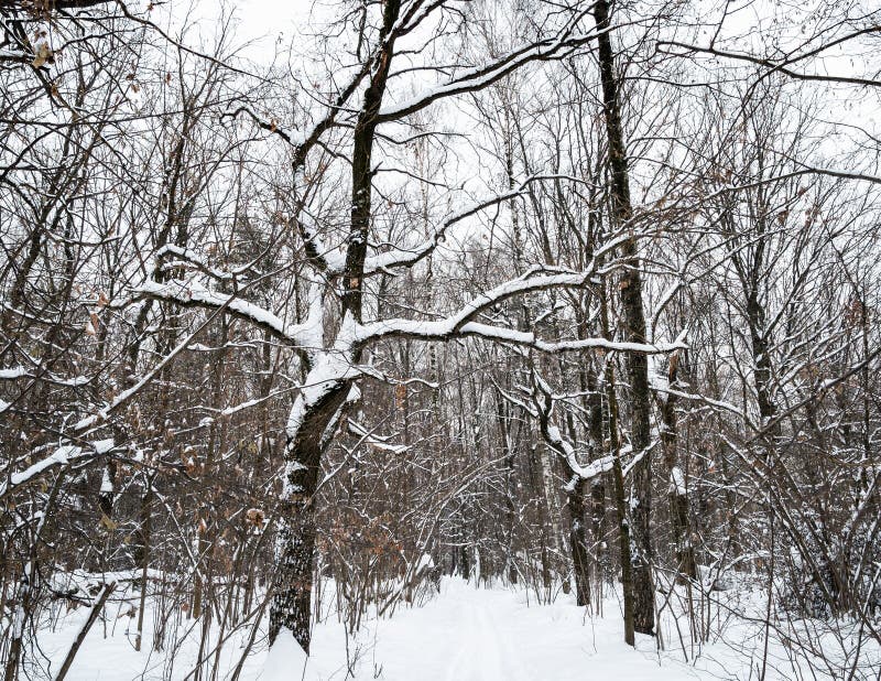 Snow-covered Bare Tree Trunks in City Park Stock Image - Image of bare ...