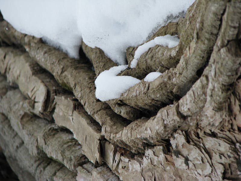 Snow Covered Bark on a Fallen Tree Stock Image - Image of cold, wood ...