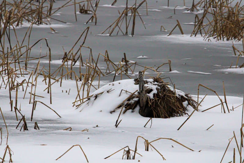 Snow-covered Beaver Den on the Mississippi River Stock Photo - Image of ...