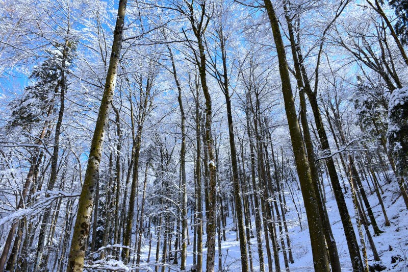 Snow Covered Beech Fagus Sylvatica Broadleaf Deciduous Temperate Forest ...