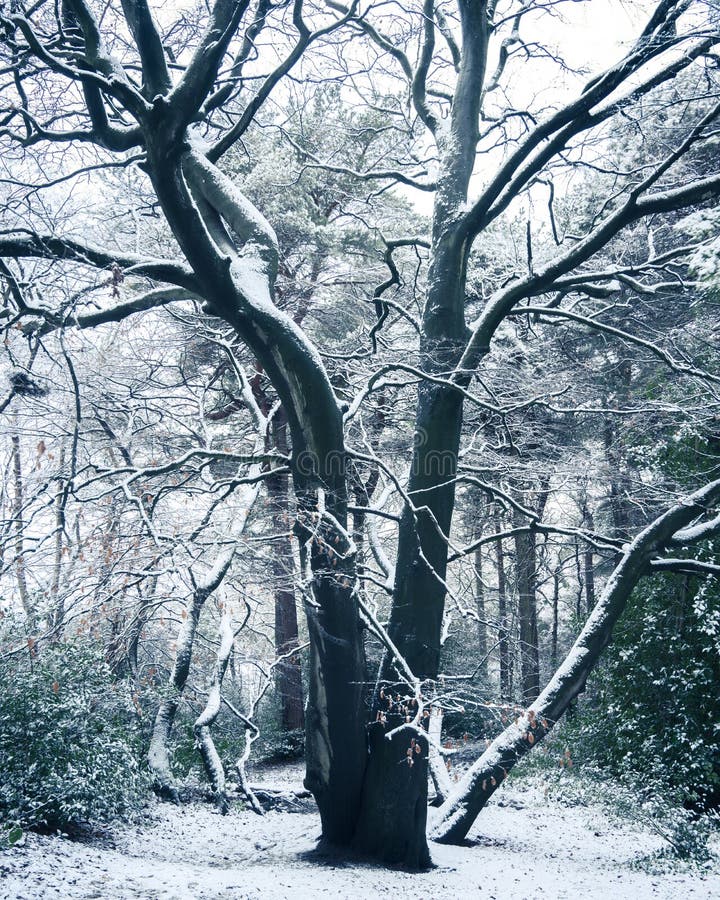 Snow on Beech Tree Leaves stock photo. Image of beech - 13053794