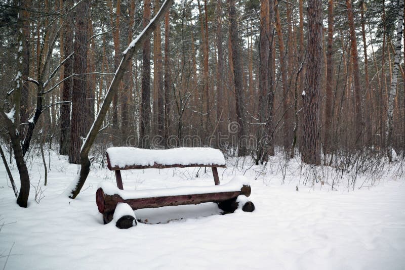 Winter, Snow, Forest, Trees, Bench Stock Photo - Image of spring ...