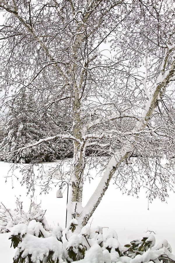 Snow covered Birch Tree stock photo. Image of storm, bushes - 18058388