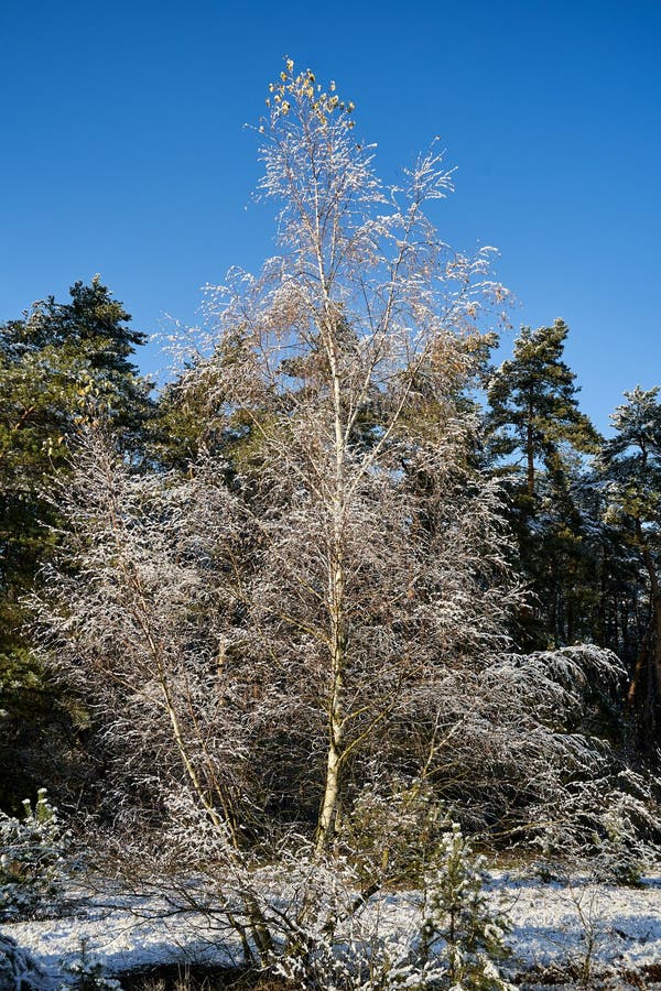 Snow Covered Birch Tree Against Backdrop Coniferous Forest Stock Photos ...
