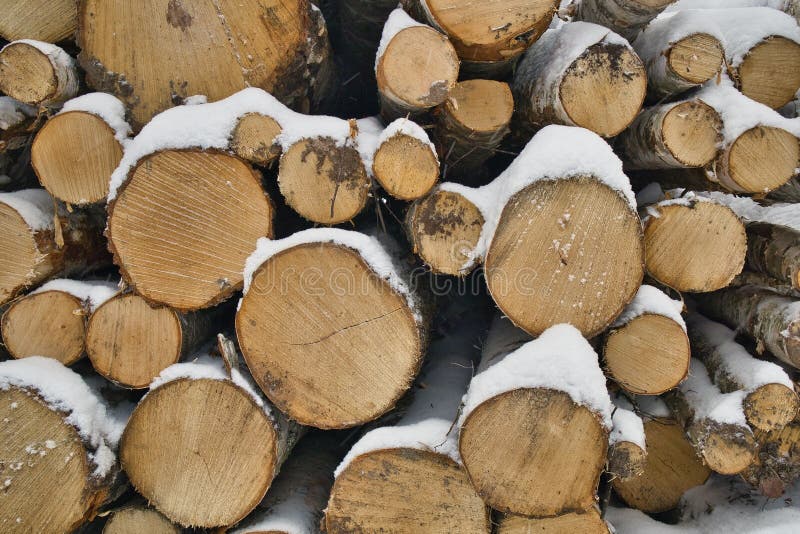 Snow Covered Birch Tree Logs in Winter Stock Image - Image of people ...