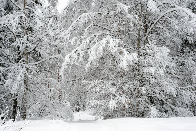 Snow Covered Birch Tree in Winter Stock Image - Image of arctic, frozen ...