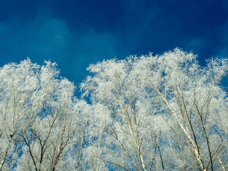 Snow-covered Birch Trees on Blue Sky Background Stock Image - Image of ...
