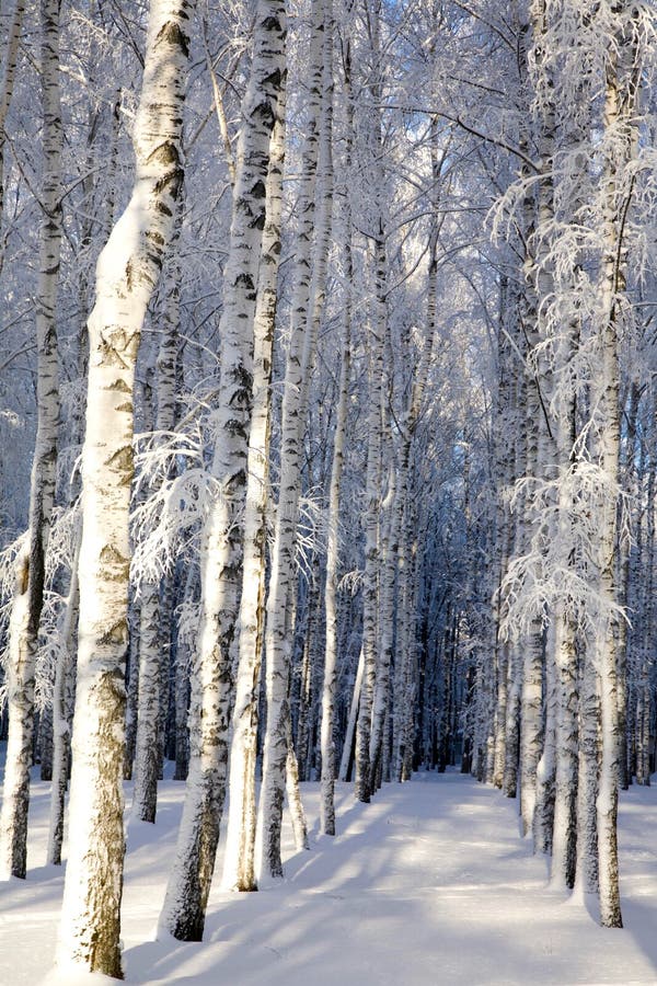 Winter Forest with Birch Trees Covered with Fluffy Snow on a Clear ...