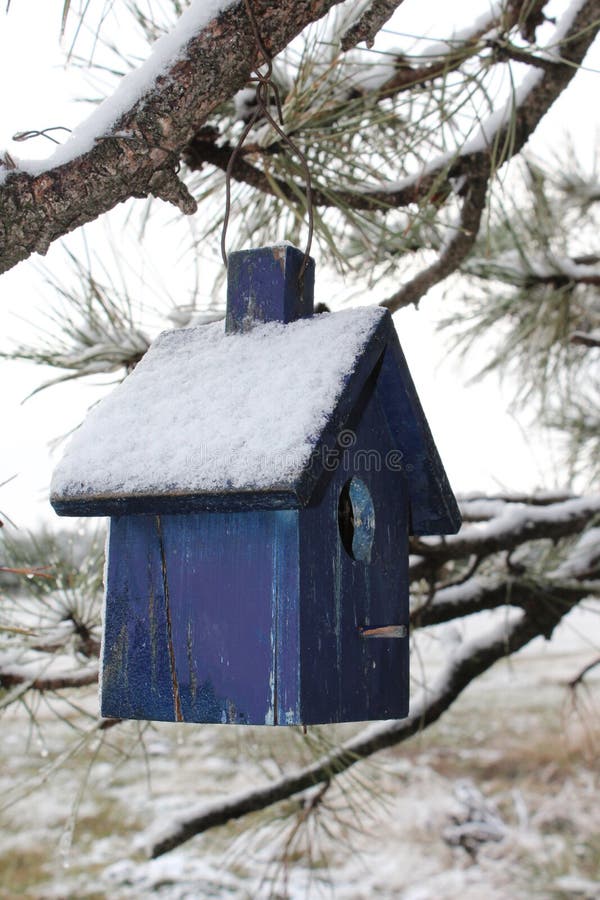 Snow Covered Blue Bird House in a Pine Tree Stock Image - Image of ...