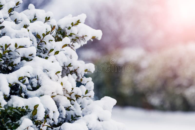 Snow-covered Boxwood Bush in Winter Park during Sunset Stock Image ...