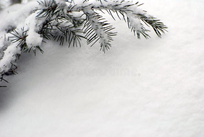 Snow Covered Branch Picture. Image: 4147324