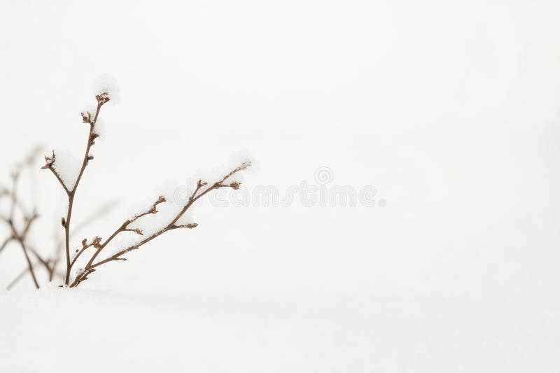 Snow-Covered Branch Against a White Background Stock Illustration ...