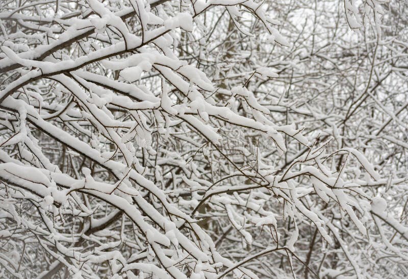 Snow Covered Branch. Beautiful Winter Landscape with Snow Covered Trees ...