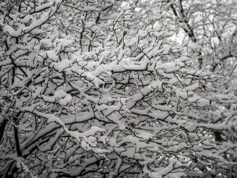 A Snow-covered Branch. Beautiful Winter Landscape with Snow-covered ...