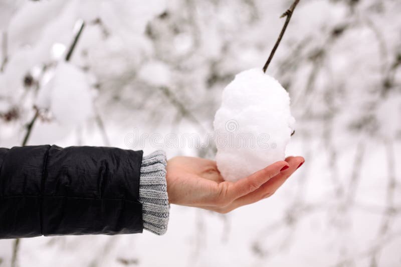 Snow Covered Branch in a Hand Stock Photo - Image of woman, beautiful ...