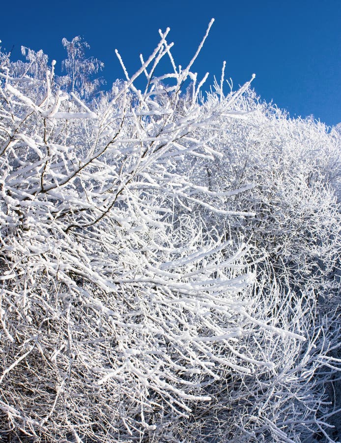 Snow Covered Branch in Winter Stock Photo - Image of branch ...