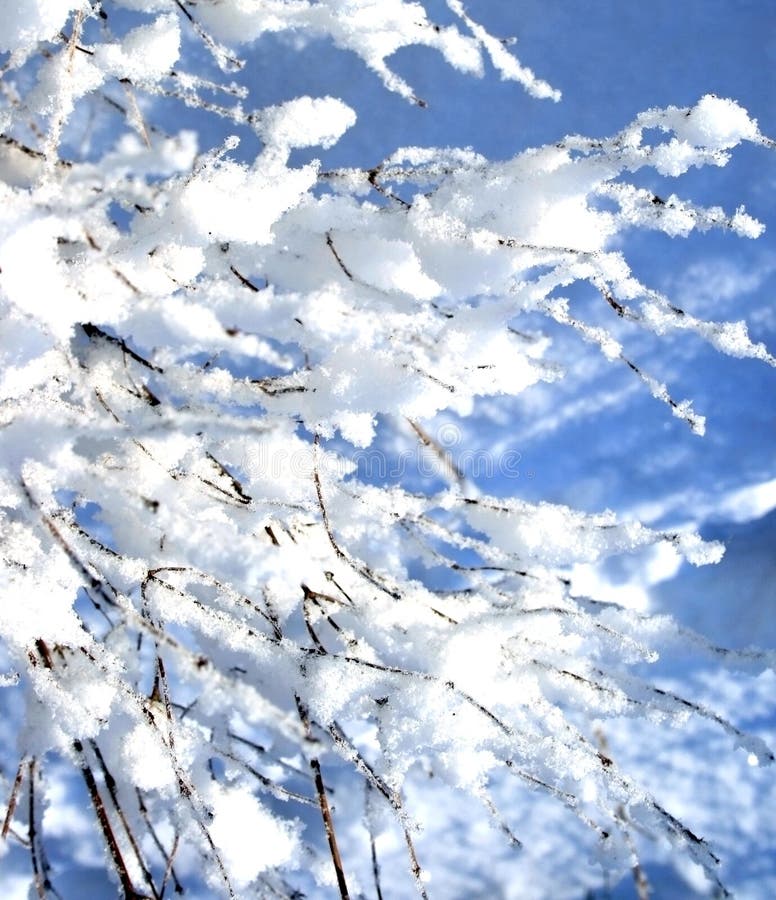 Winter branch stock photo. Image of hoarfrost, places, landscape - 306788