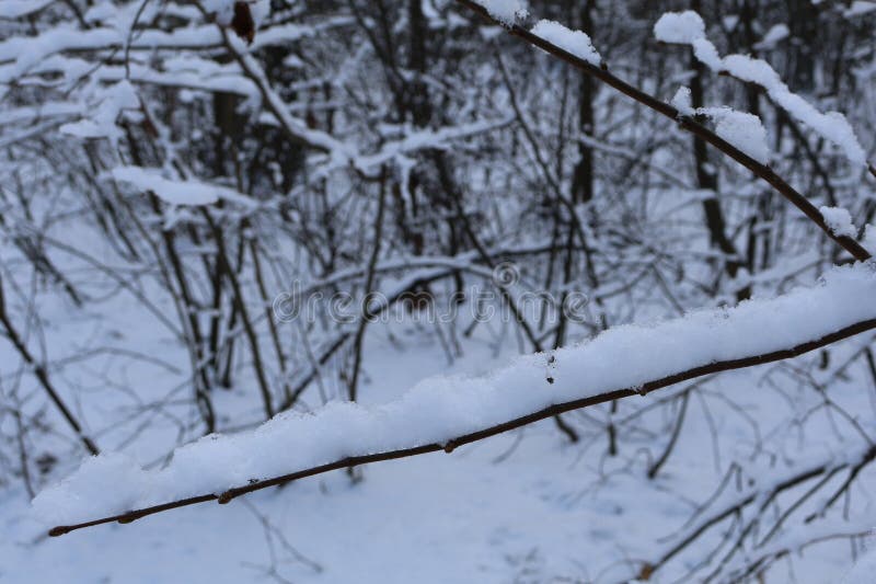 Snow Covered Branch in Winter Forest Close Up Stock Photo - Image of ...