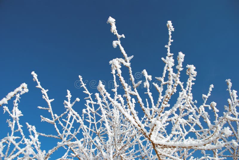 Snow covered branches stock photo. Image of park, outdoors - 12359966