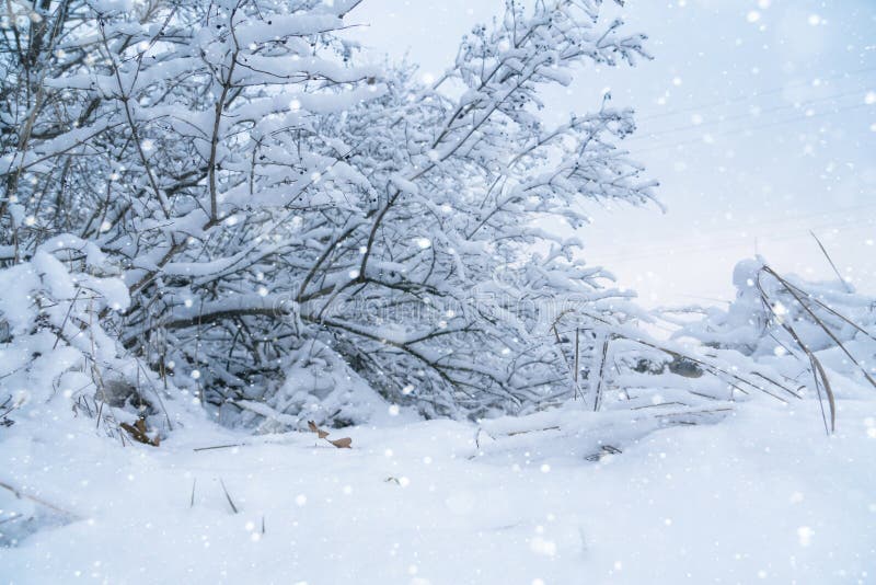 Snow-covered Branches of Bushes Capture Winter S Serene Beauty Stock ...
