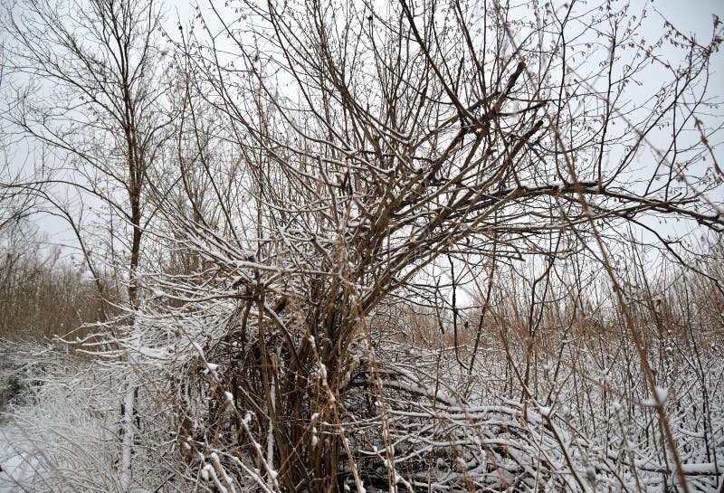 Snow-covered Branches of Bushes and Trees Stock Photo - Image of ...