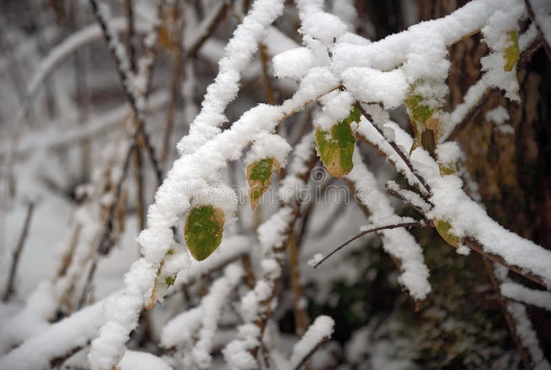 Snow-covered Branches of Bushes and Trees Stock Image - Image of ...