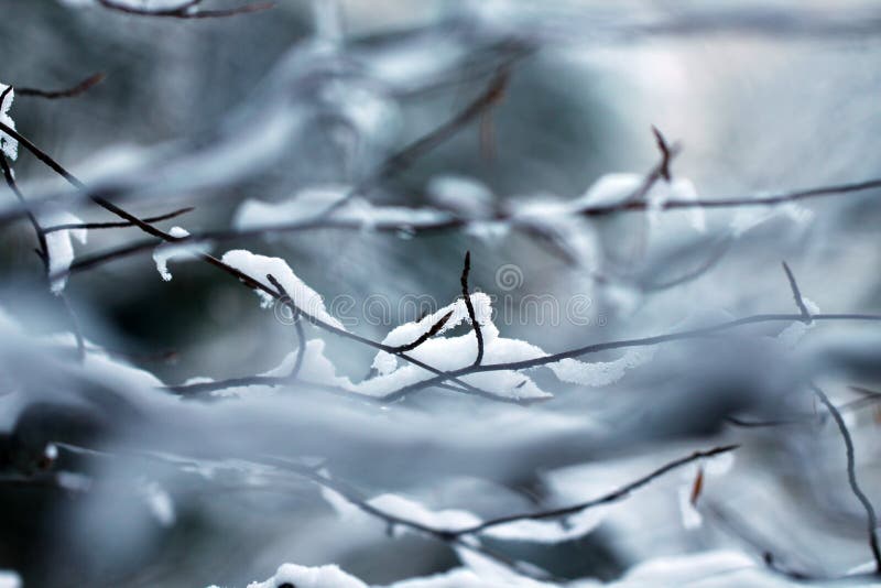 Snow covered branches stock image. Image of frozen, branches - 86175821
