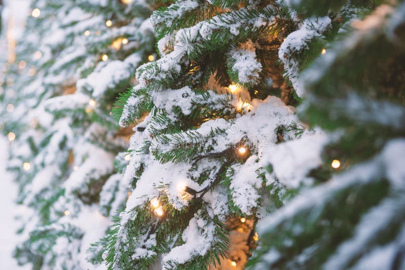 Snow-covered Branches of a Christmas Tree Glow with Festive Lights ...