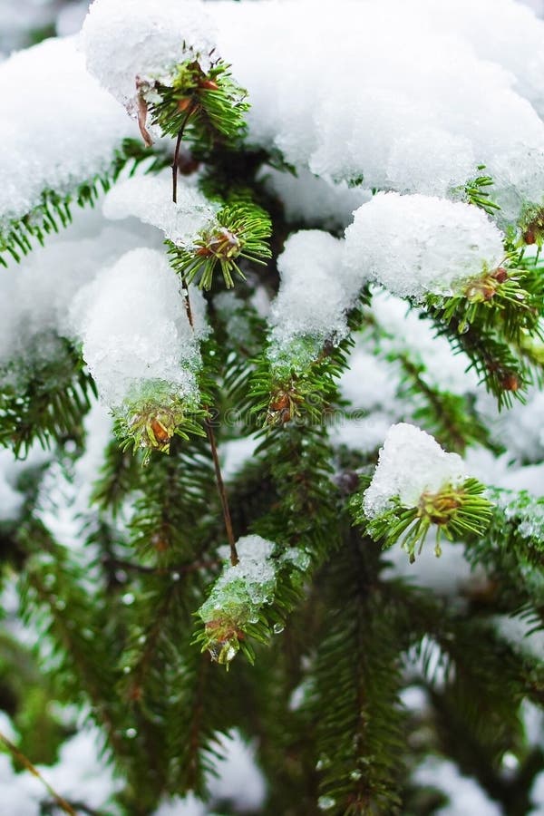 Snow-covered Branches of the Christmas Tree. Stock Image - Image of ...