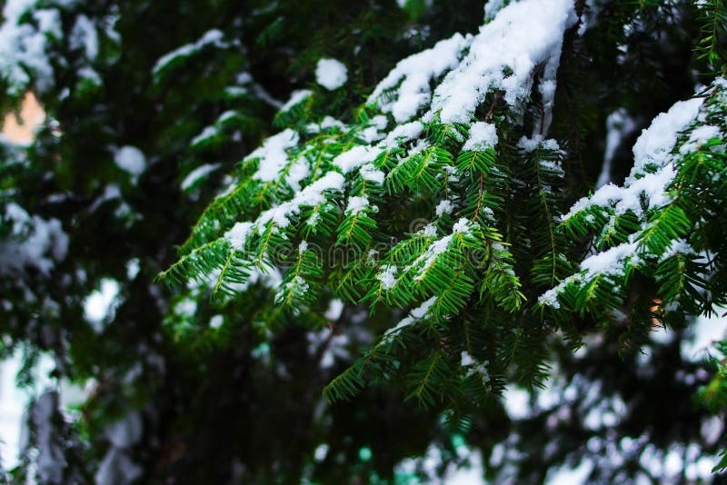 Snow-covered Branches of the Christmas Tree. Stock Image - Image of ...