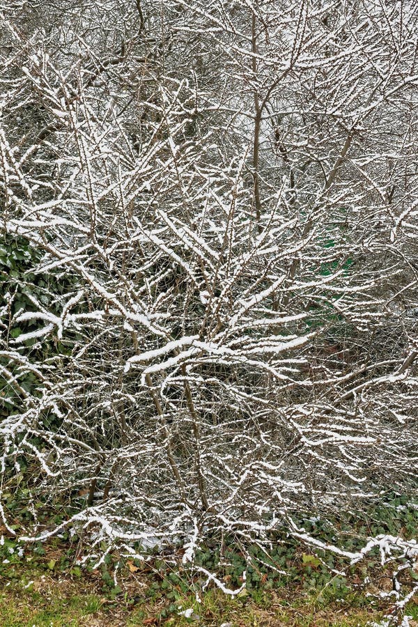 Snow-covered Branches Create a Serene Winter Landscape in a Quiet ...