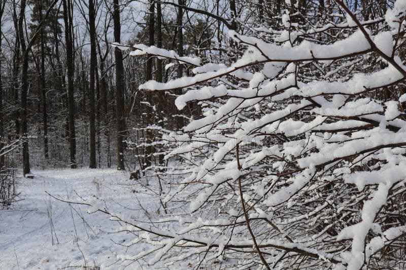 Snow Covered Branches Framing Snowy Forest Path Stock Photos - Free ...