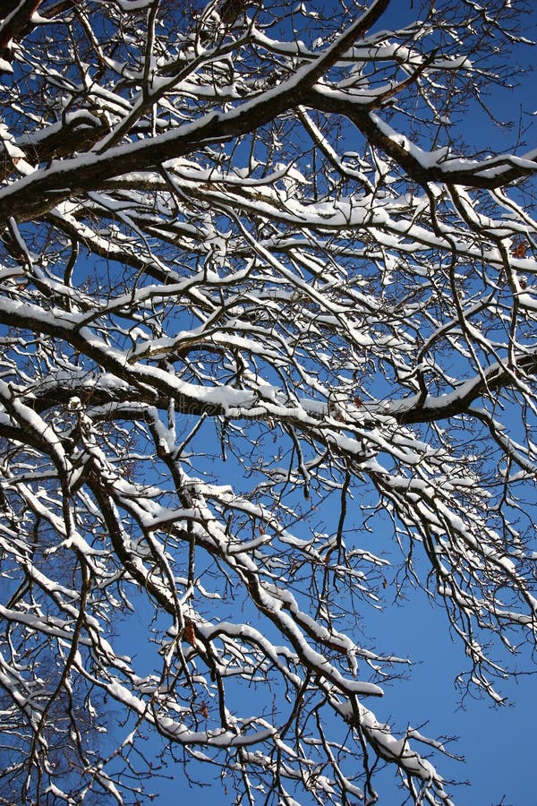 Snow Covered Branches of an Oak. Stock Image - Image of wood, frost ...