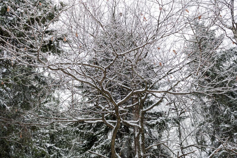 Snow-covered Branches of an Oak Tree on the Background of Fir Trees ...