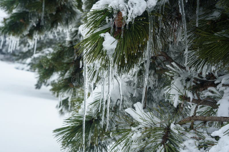 Snow-covered Branches of Pine Trees with Cones and Icicles on Mountain ...