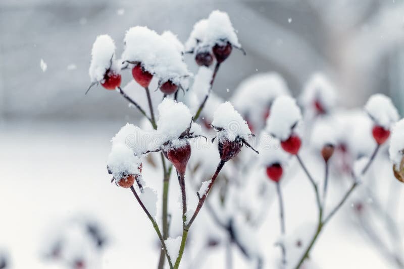 Snow-covered Branches of Rose Hips with Red Berries after a Heavy ...