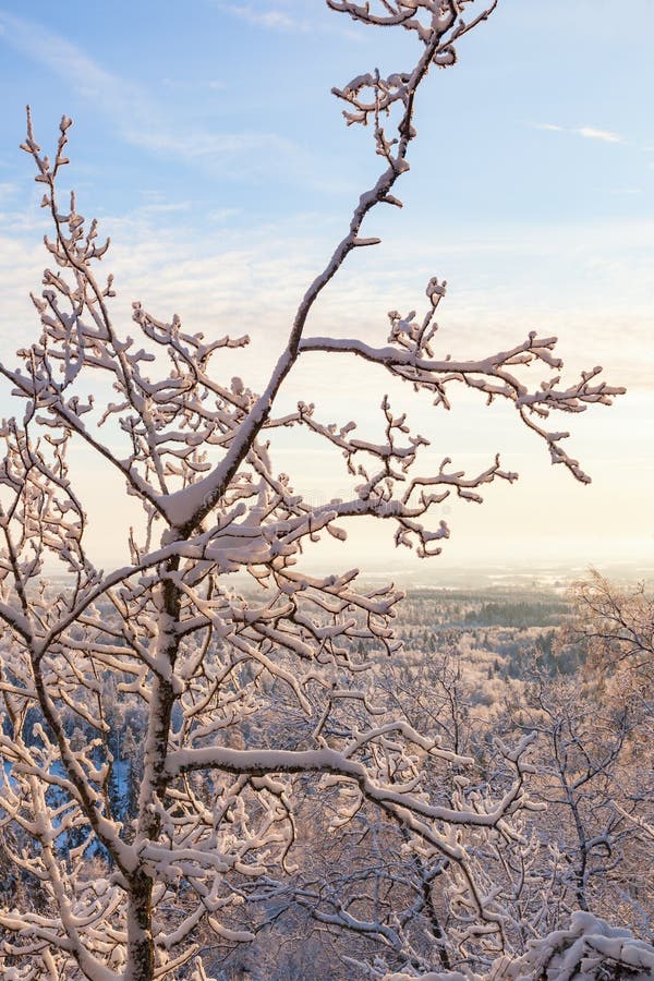 Snow Covered Branches in Sunset Stock Photo - Image of frosted, evening ...