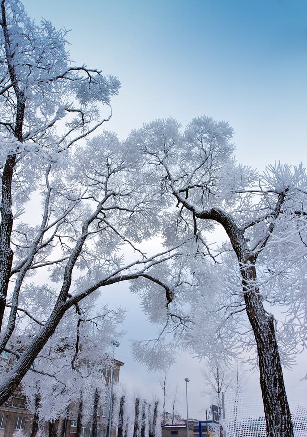 Sky, tree and snow stock image. Image of magical, peaceful - 12697399