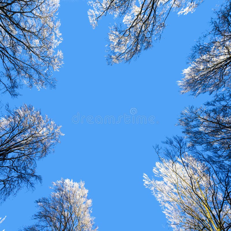 Snow Covered Branches Under Blue Sky Stock Photo - Image of branch ...