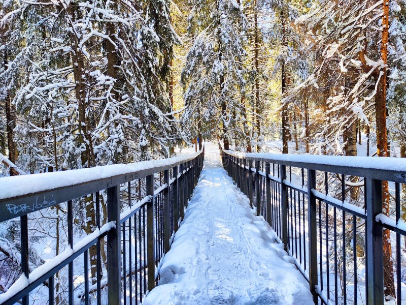 Snow-Covered Bridge in a Pine Forest on a Sunny Winter Day. a Bridge ...