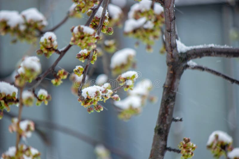 Snow-covered Buds on a Tree Branch. Snowy Spring Stock Photo - Image of ...
