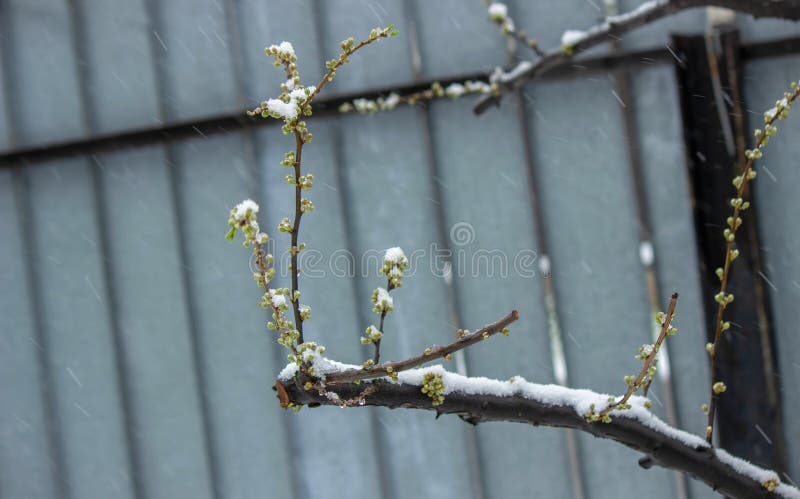 Snow-covered Buds on a Tree Branch. Snowy Spring Stock Photo - Image of ...