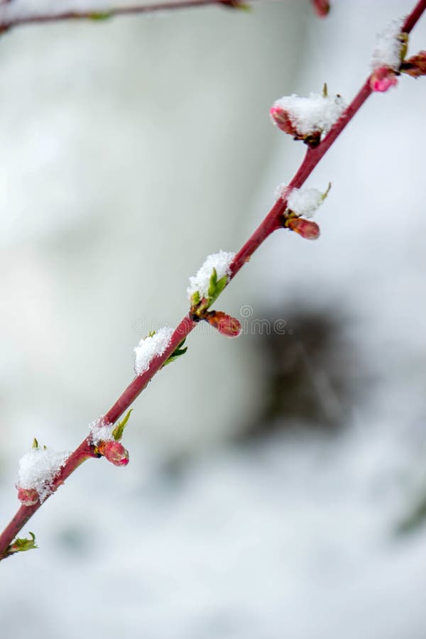 Snow-covered Buds on a Tree Branch. Snowy Spring Stock Image - Image of ...