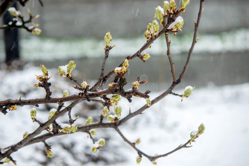 Snow-covered Buds on a Tree Branch. Snowy Spring Stock Image - Image of ...